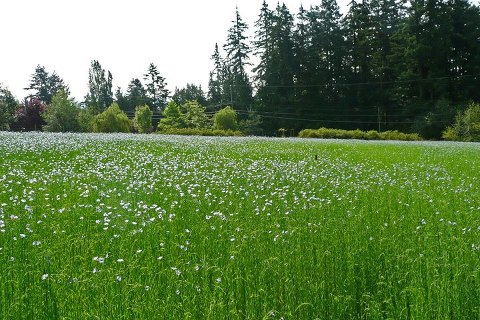 flax to linen victoria bc: Growing flax
