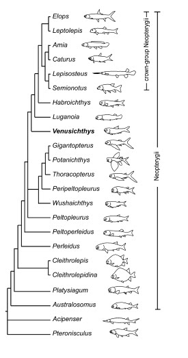 Paleontología y Evolución en la UCM: UN PRIMO DE NEMO EN EL TRIÁSICO