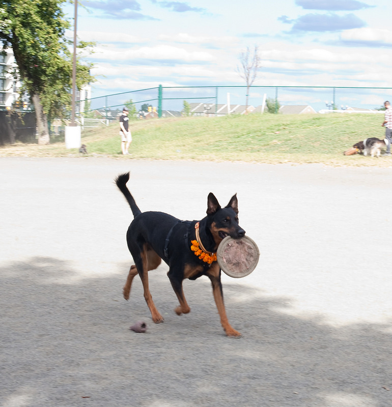 A Nepalese Tradition Comes to a Dog-Loving U.S. Neighborhood | Pawsgo