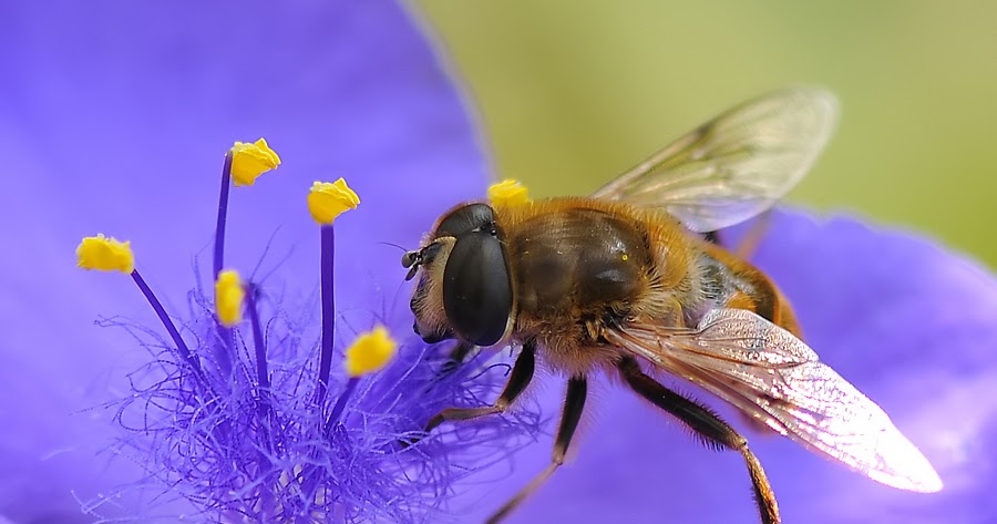Imagenes- fotos de bichitos: Fotografias de Bichitos: abeja en una flor ...