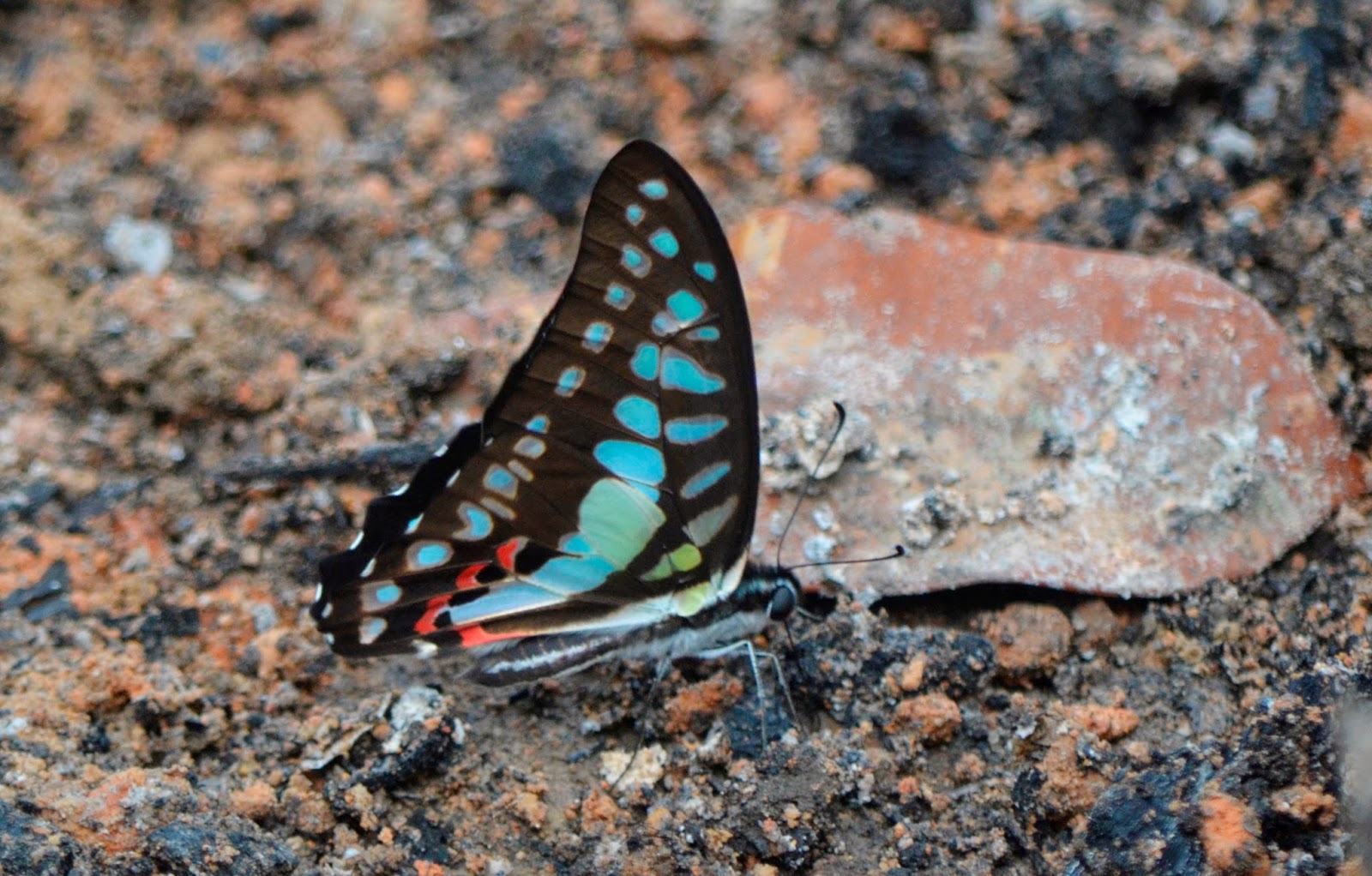 The Kambatik Park, Bintulu.: Butterfly watch album - Common Jay ...
