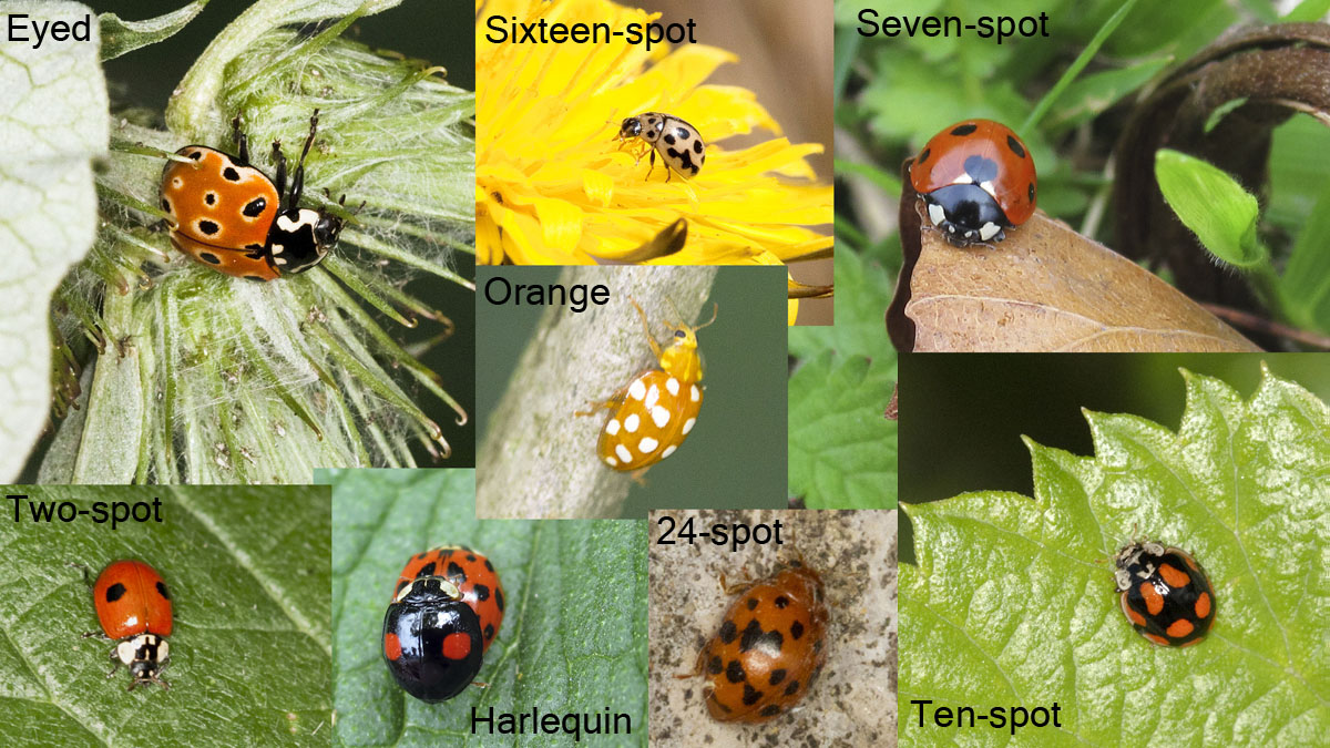 Ladybirds | Naturally