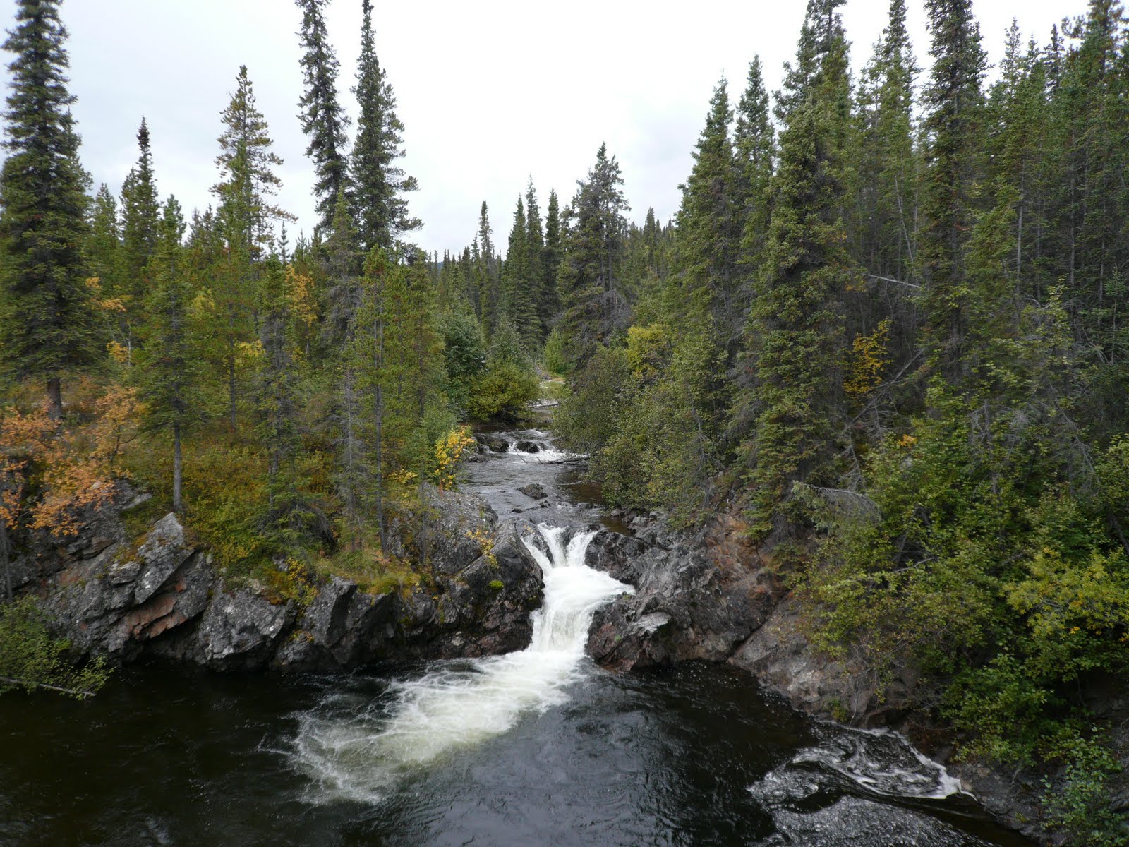 Steven's Blog: Whitehorse to Dease lake, in the rain, but with a bear