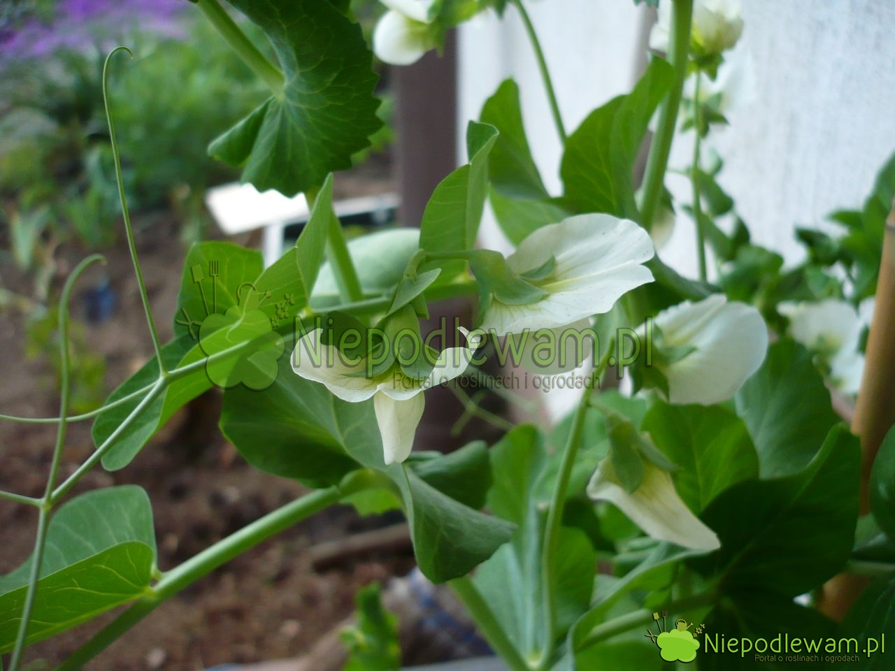 niepodlewam: Groch – jak uprawiać w donicach