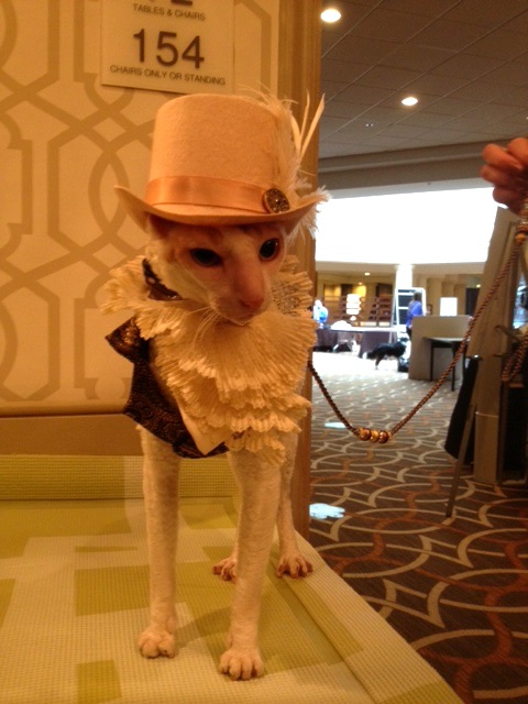 Catladyland: Cats are Funny: Fetch Me My Finest Ruffled Cat Dickey!