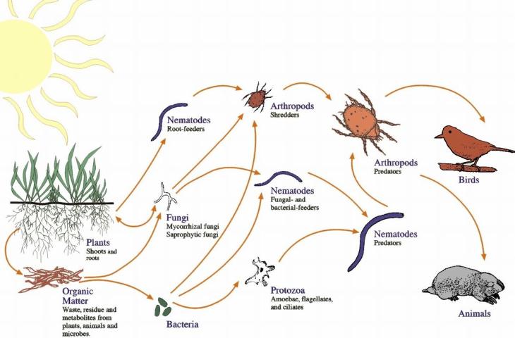 Mother Nature's Backyard - A Water-wise Garden: Getting to Know Your ...