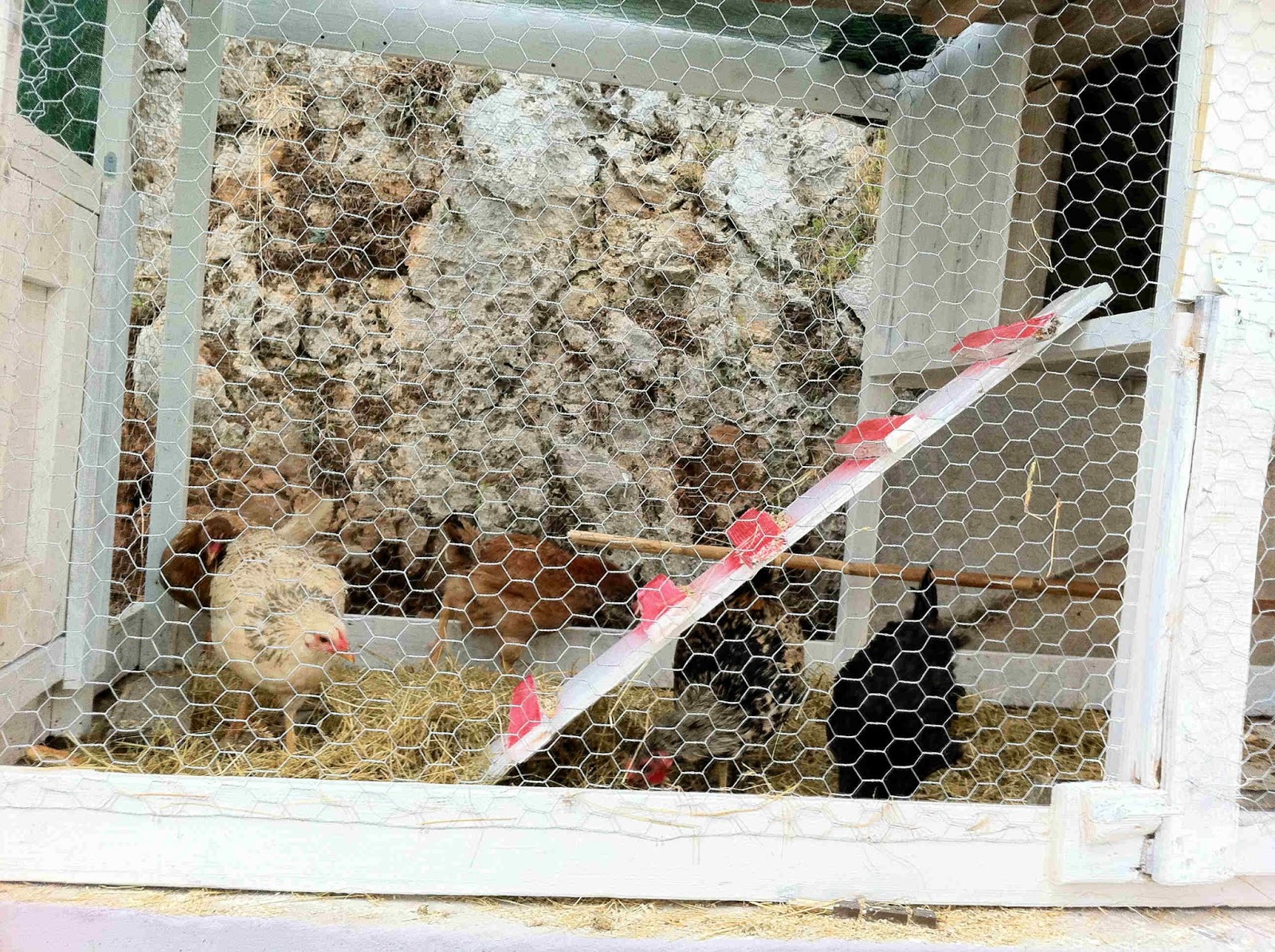 Φτιάχνω μόνος μου: Κατασκευές και ιδέες για μικρά κοτέτσια
