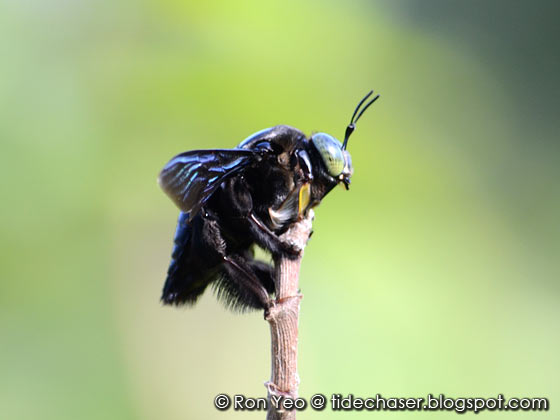 tHE tiDE cHAsER: Pleasant Walk at Ubin with Fellow Volunteers