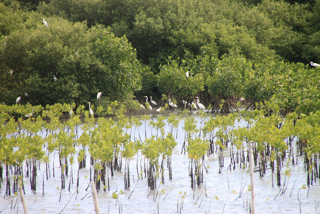 ENVIRONMENT WATCH: Malawakang pagtatanim ng bakawan ikinakasa ng kapitolyo
