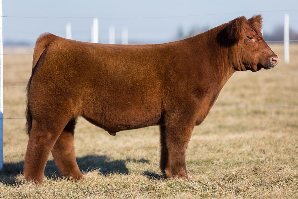 RCC Blog: Just a Few of the Steers that will be offered in the upcoming ...