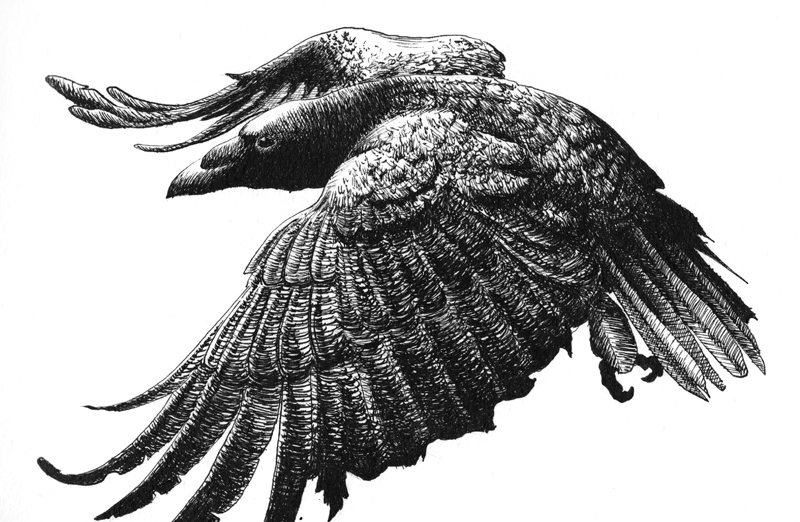 Look twice, draw once: Crow in pen & ink