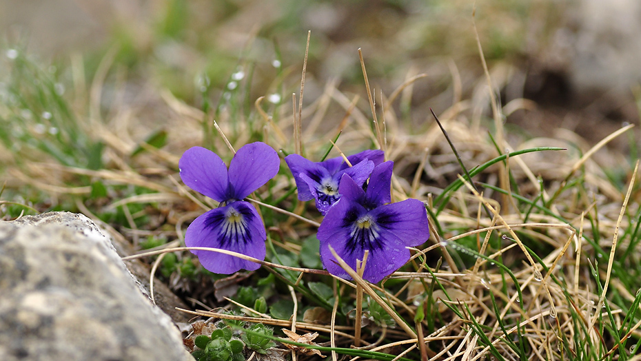 OBRAZY NATURY: Fiołek alpejski (Viola alpina)