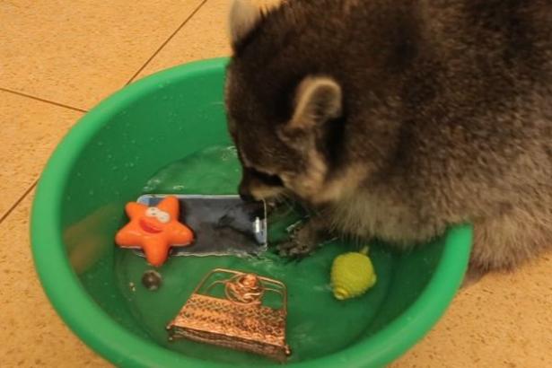 RAKUNI ( RACCOON ),predivni i nestašni rakuni uveseljavaju nas svojim ...