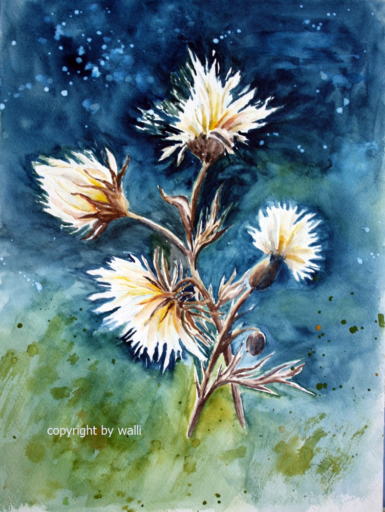 Natur auf Papier gebracht: Disteln 24 x 32 cm Aquarell 2011