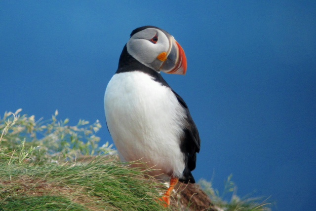 Tom Hince - Adventures with Birds & other stuff: NEWFOUNDLAND ...