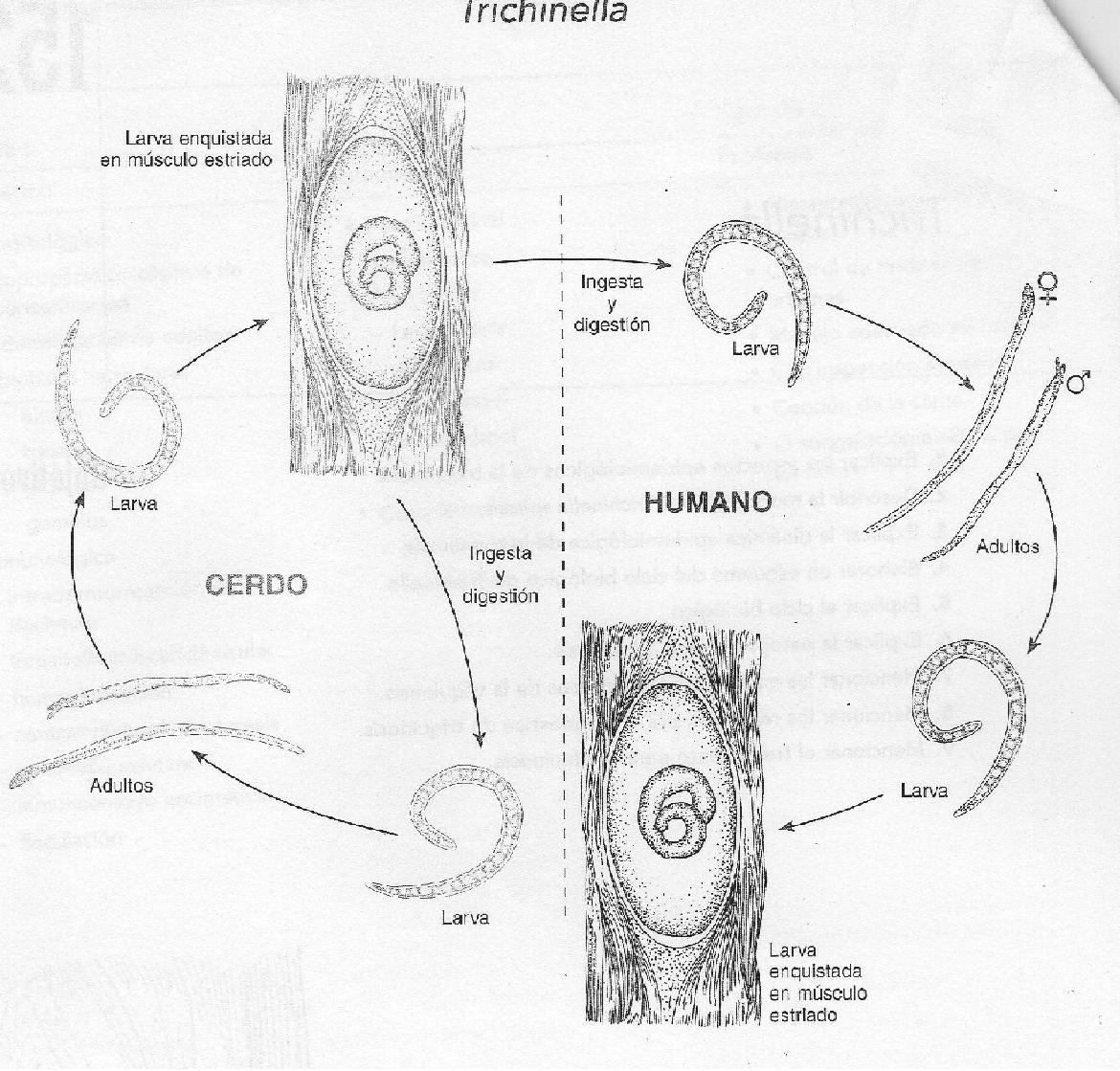 Trichinella Spiralis