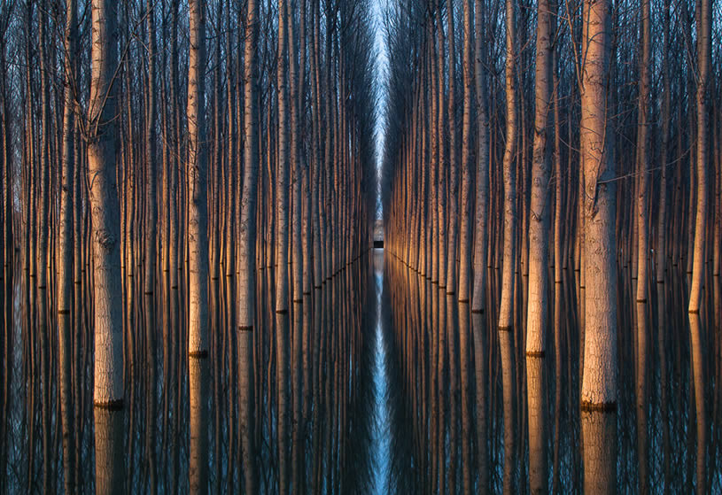 Mirrored Trees Photography