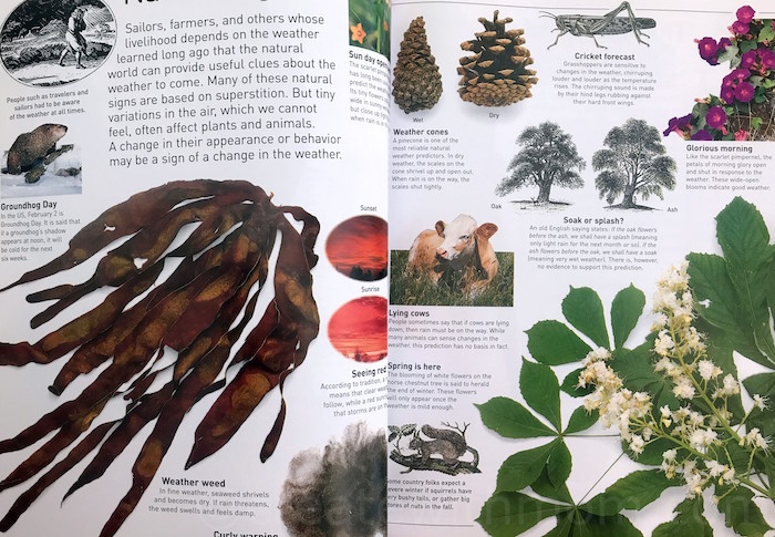 Create With Mom: Learning from Eyewitness Books