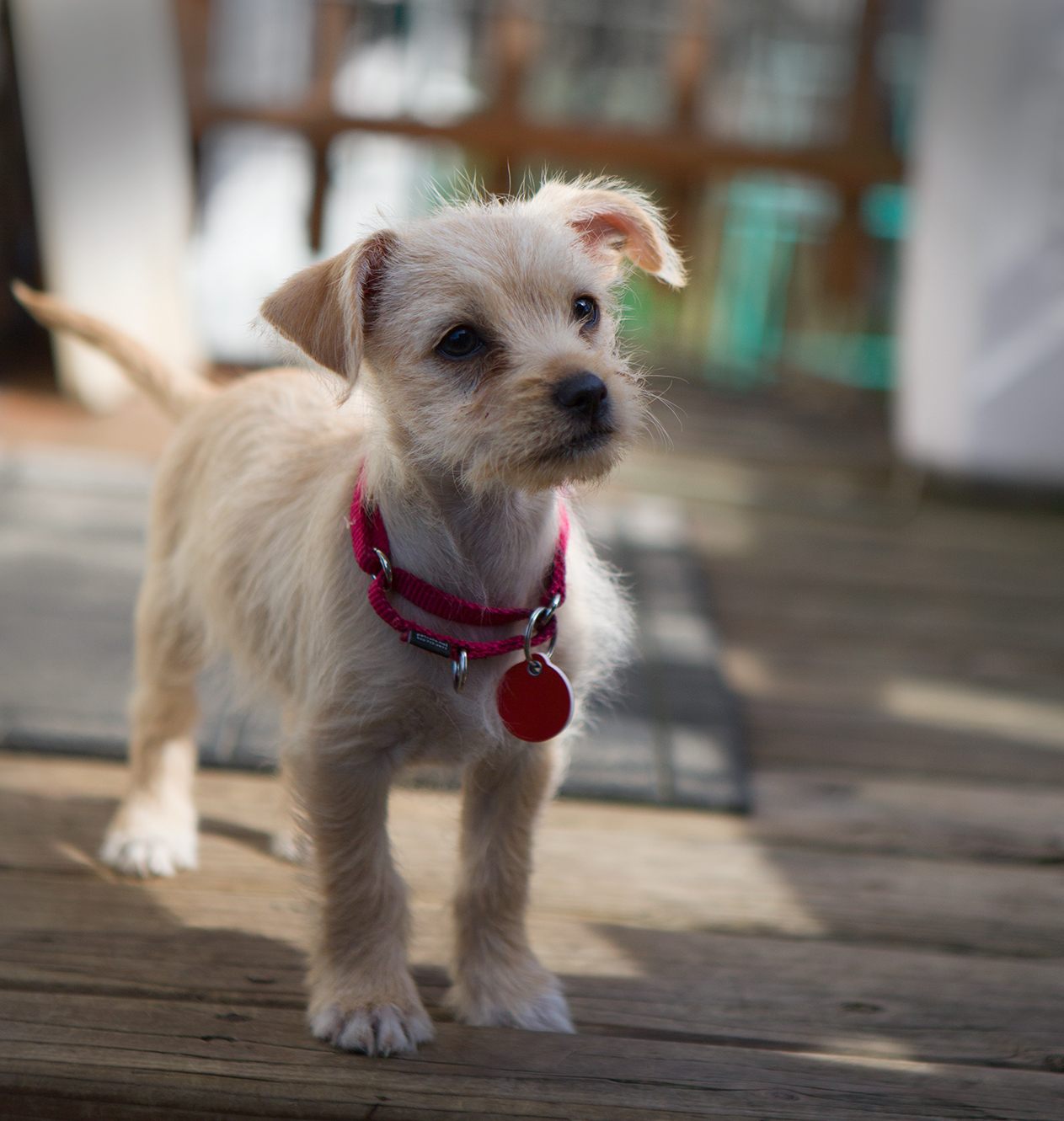 Shelter Dogs of Portland: "FOZZIE" "POPPY" "PAISLEY" "KERMIT" and ...
