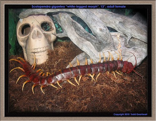 Smart TV: World's Largest Centipede Ever