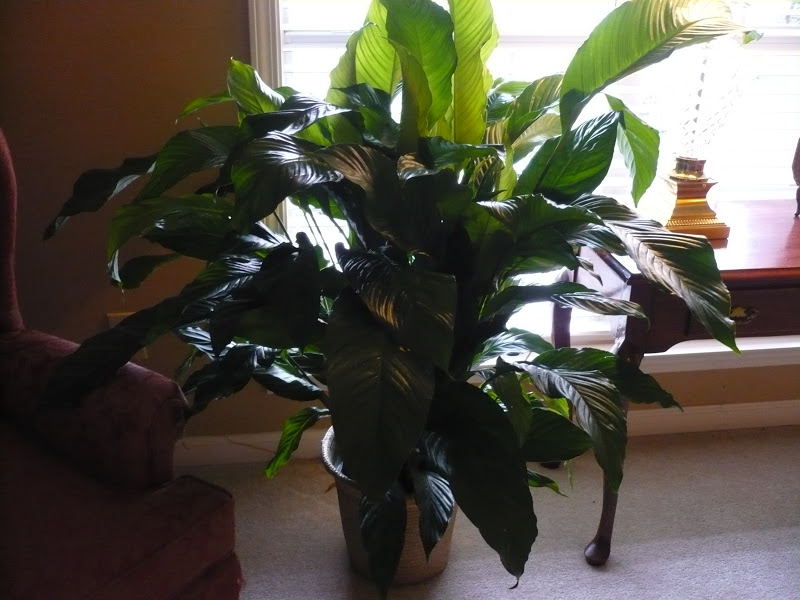 Keeping It Going in Alabama: Memory Plants