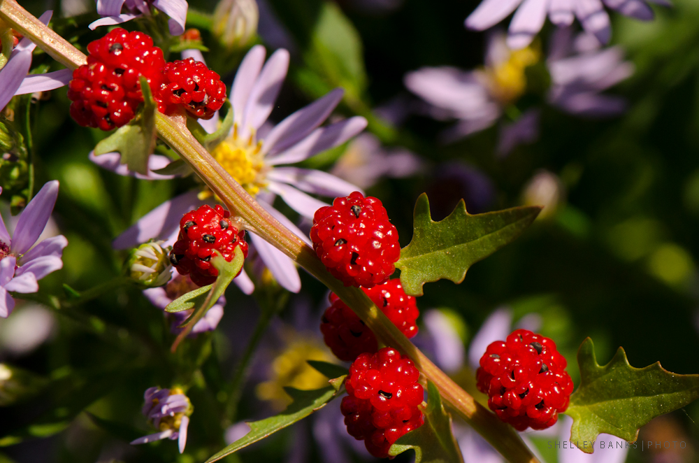Prairie Wildflowers: Strawberry Blite: Red berry flowers