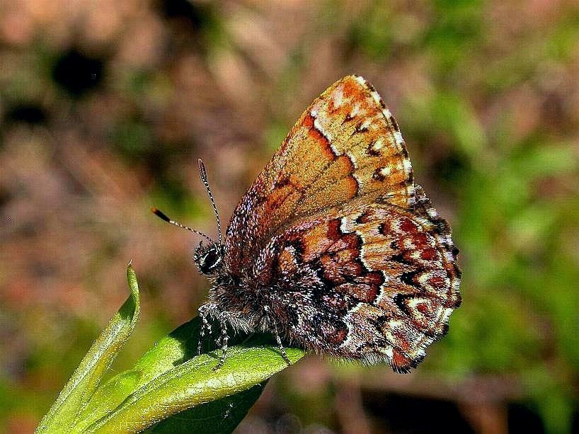 Western Pine Elfin ~ Butterfly of The Earth