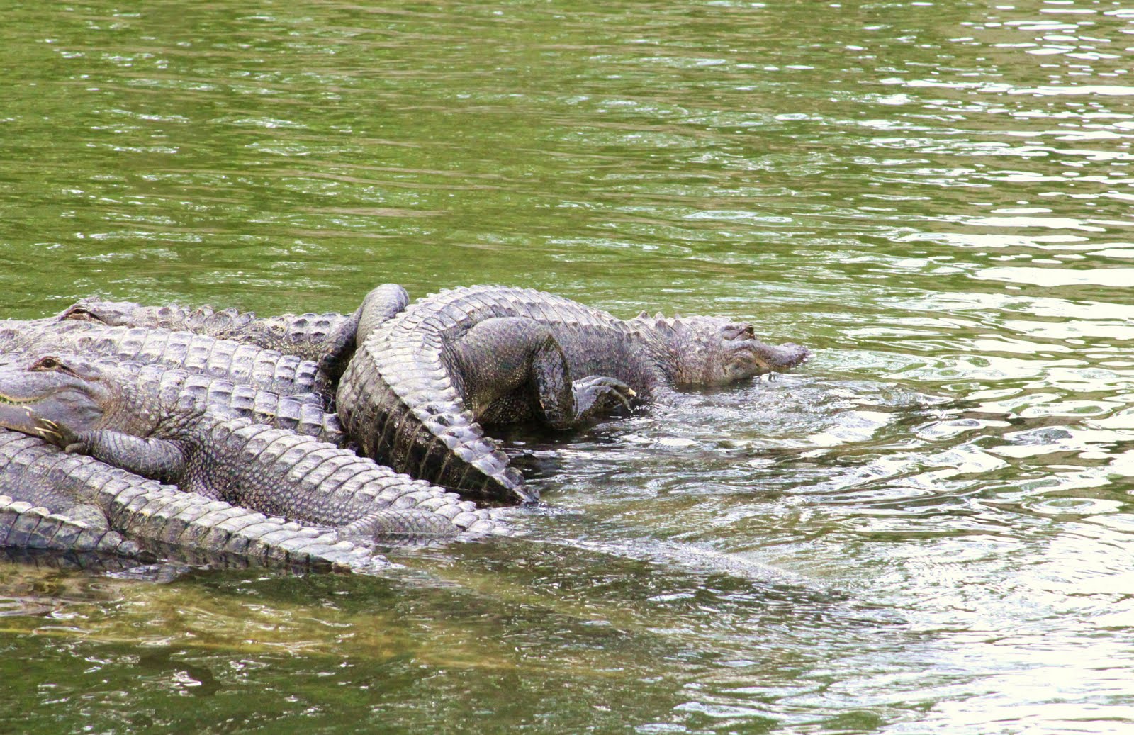 Scott Anderson Photography: Texas Swamps