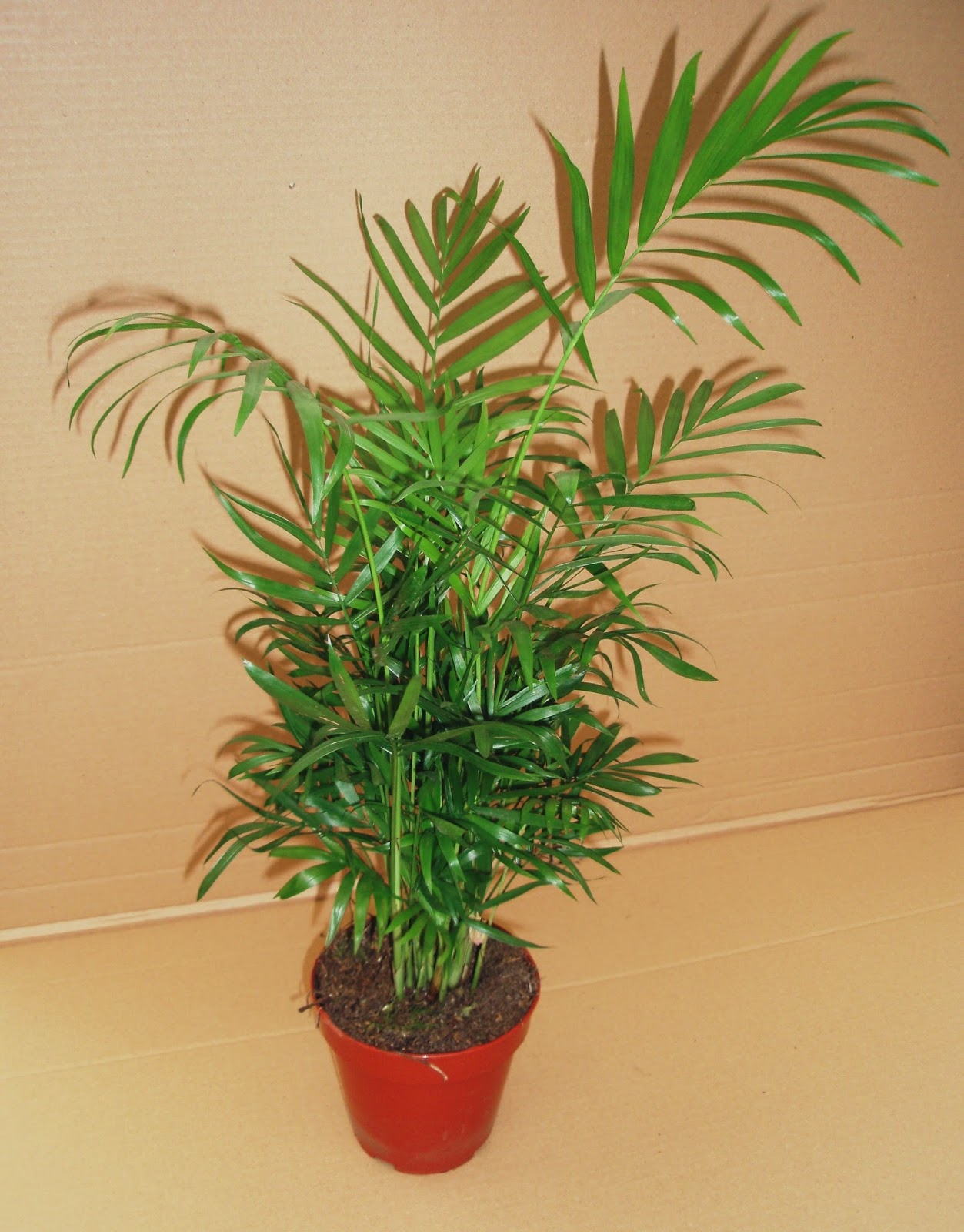 Peces y plantas ornamentales: Chamaedorea elegans - Chamaedorea