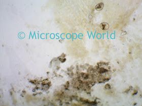 Microscope World Blog: Fish Scales Under the Microscope