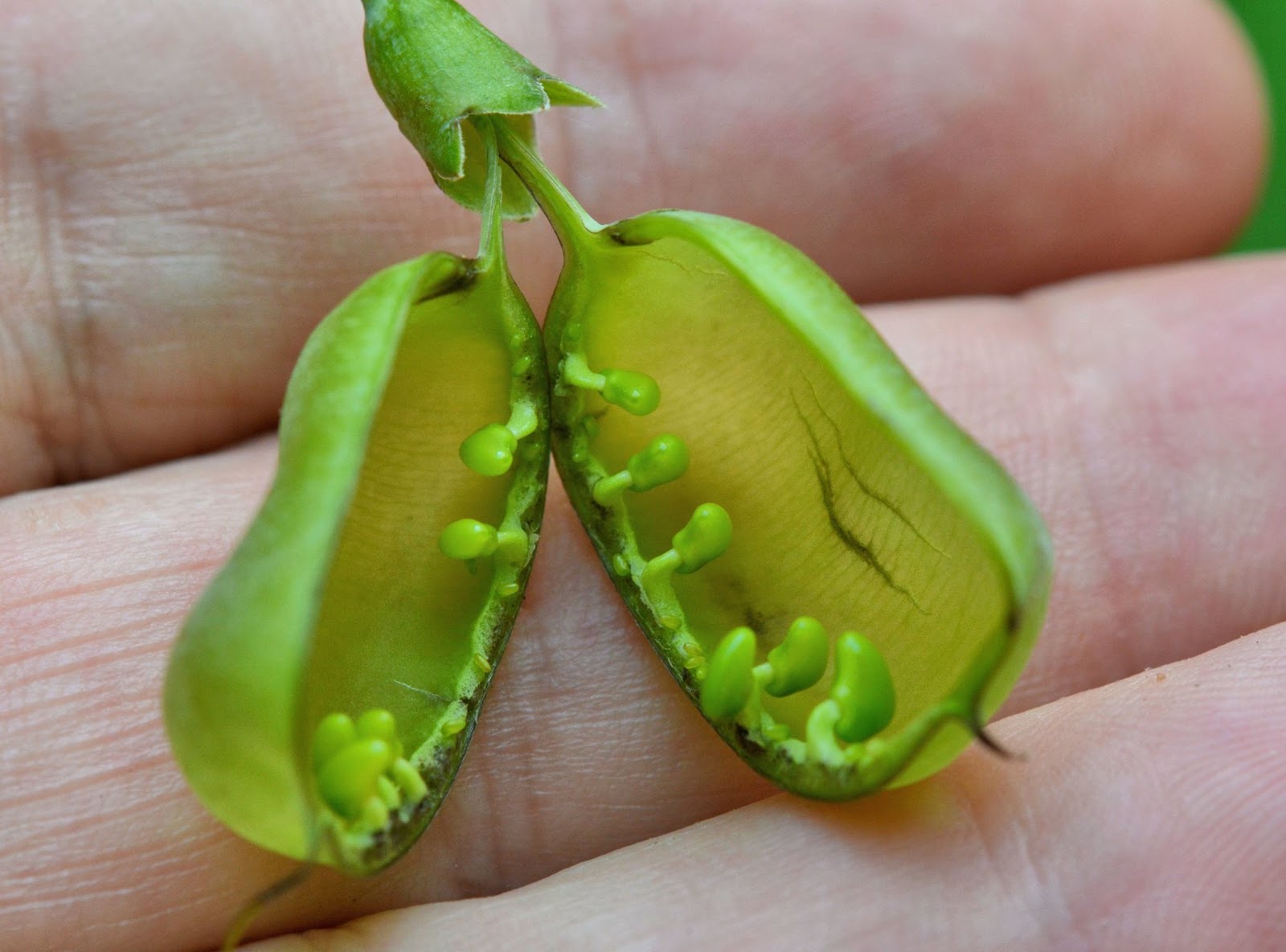 Nature Ramblers: Ramble Report May 12 2016