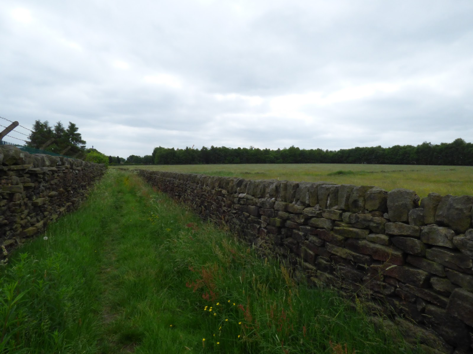 Birding Bradshaw and District: Bradshaw, Holdsworth and Roper Lane