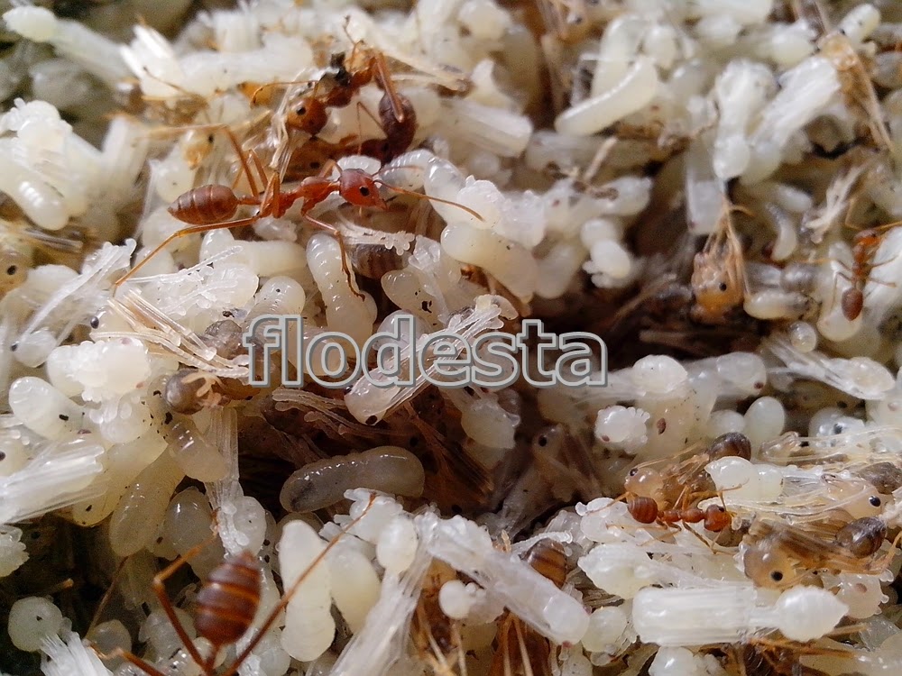 Bisnis ternak kroto | Terbaru