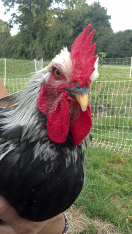 Blue House: Apollo the chicken god