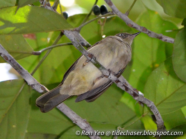 tHE tiDE cHAsER: Passerines or Perching Birds (Phylum Chordata: Order ...