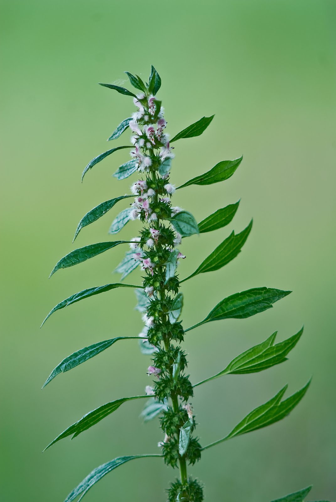 Indiana Plant A Day: Common Motherwort