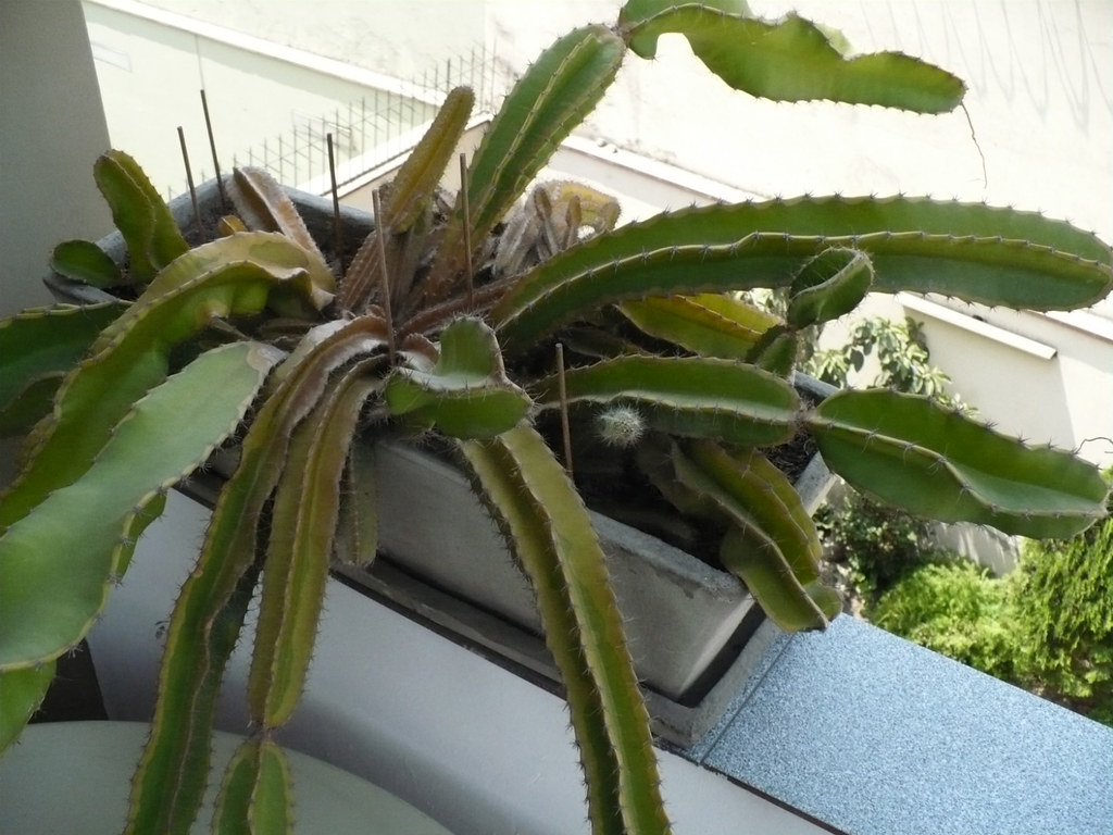 Selenicereus testudo care and culture | Travaldo's blog