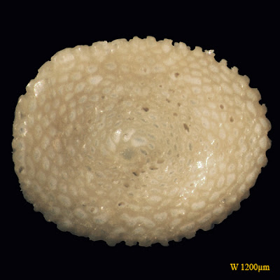 Variety of Life: Soritinae