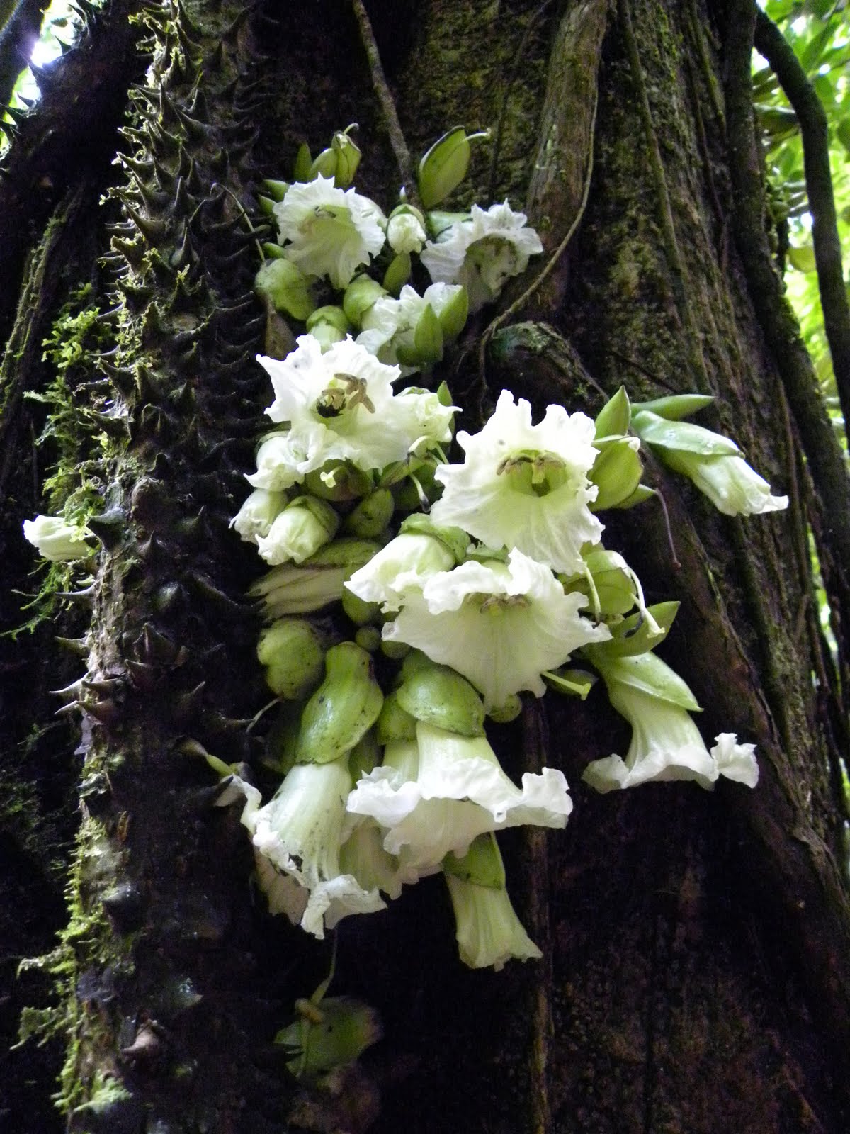 Kathy's Travels: Costa Rica June 2011