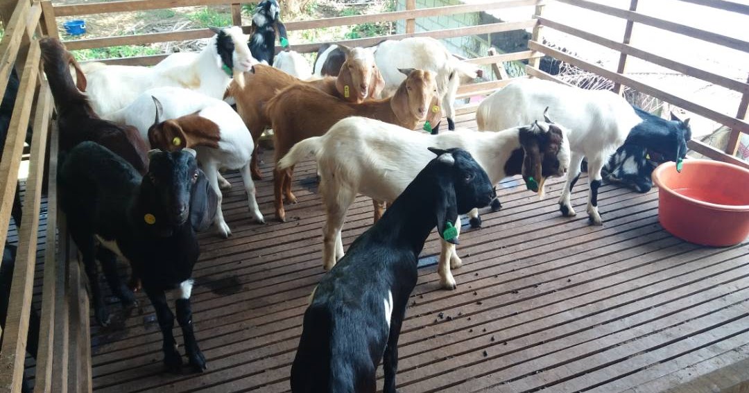 Pembekal Lembu dan Kambing Muslim: Perbezaan Kambing dan Biri-biri
