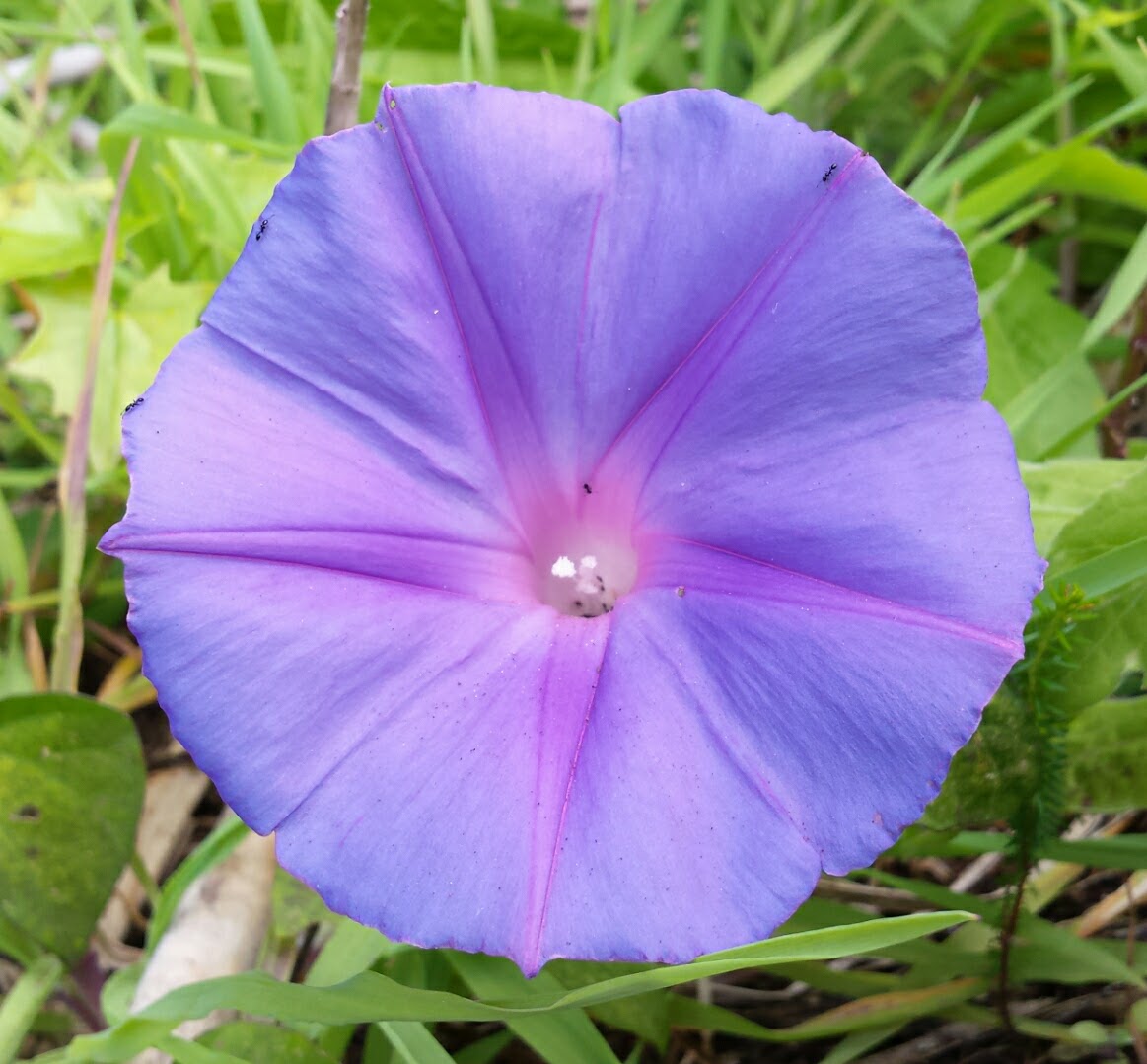 Tien jaar eerder gestopt met werken: de wereld in!: Onderweg: Faial en Pico