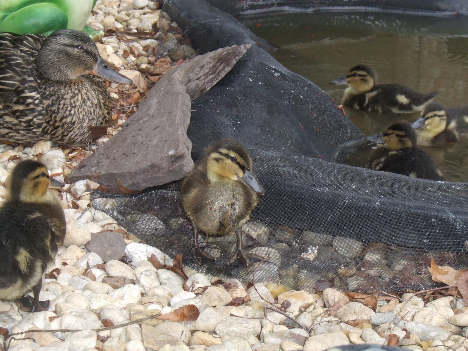 The Adams' Family Farm: Ducklings 2 weeks old 5-1-11 pt 2