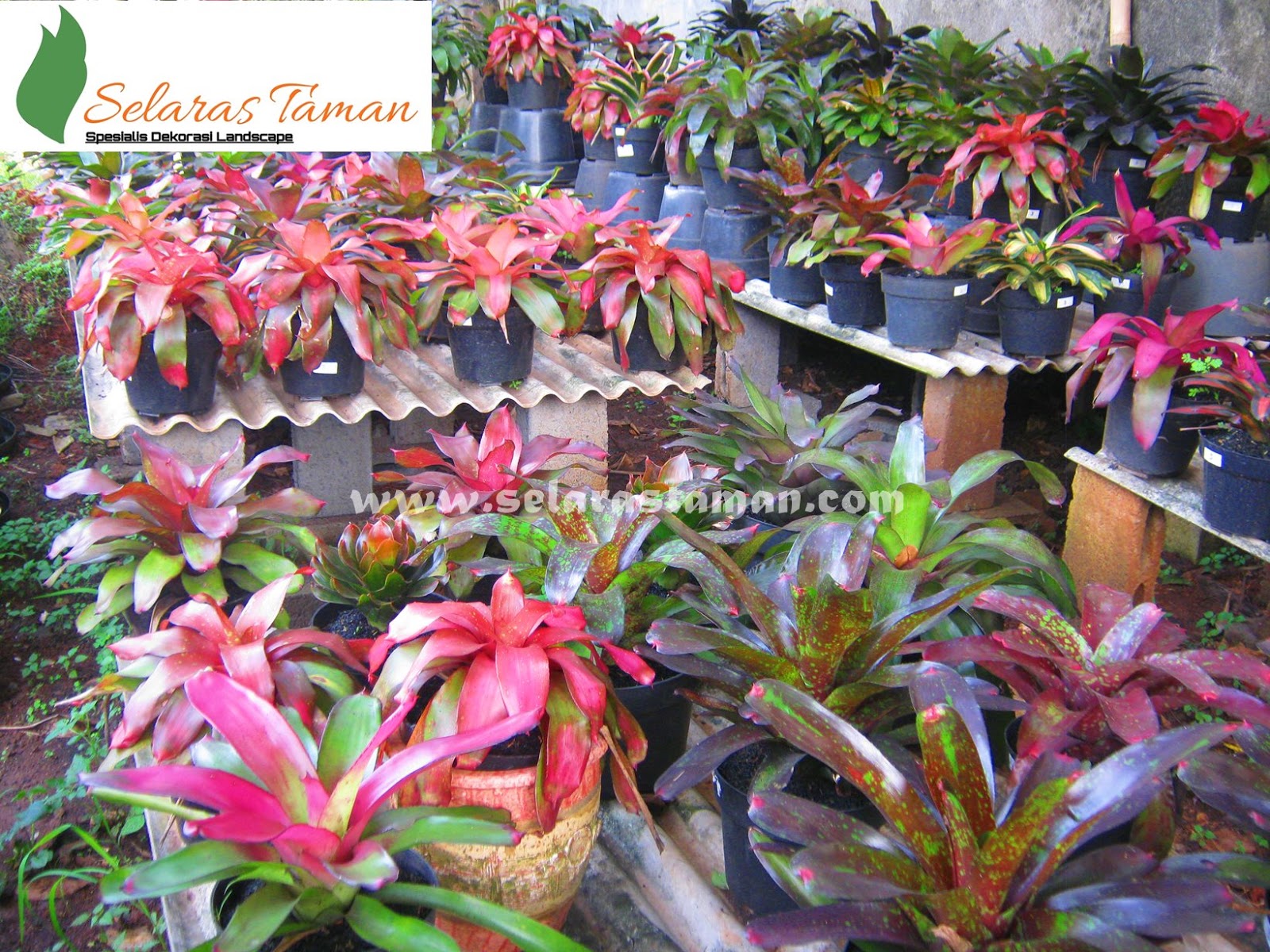 23 jenis tanaman hias yang sering digunakan untuk taman | Selaras Taman ...