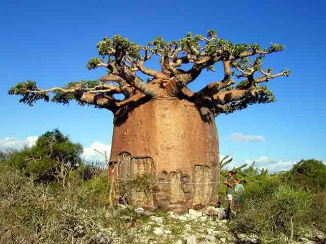 Giant Trees From Around The World: Baobab trees