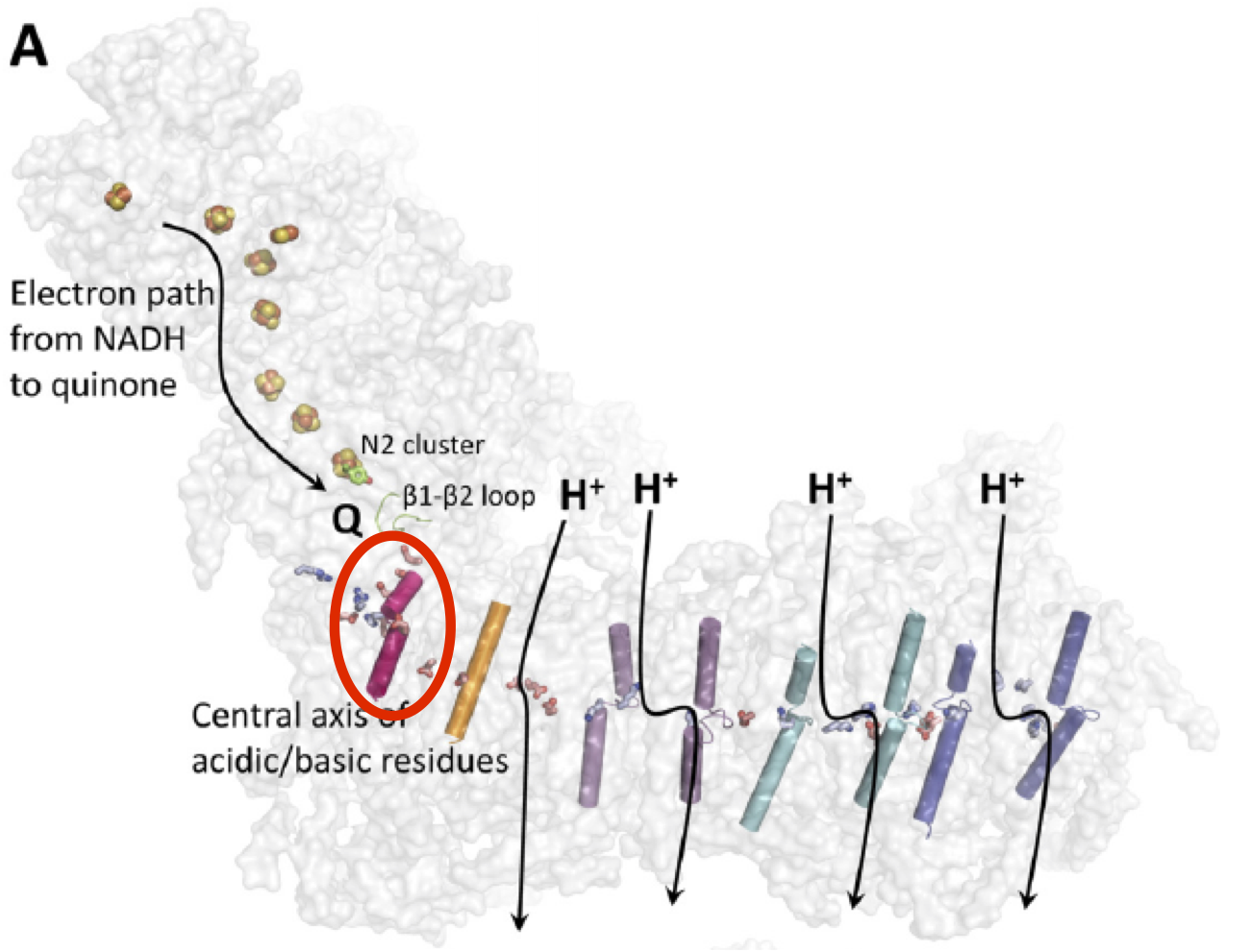 Hyperlipid: Life (30) Guesses about Na+ channels