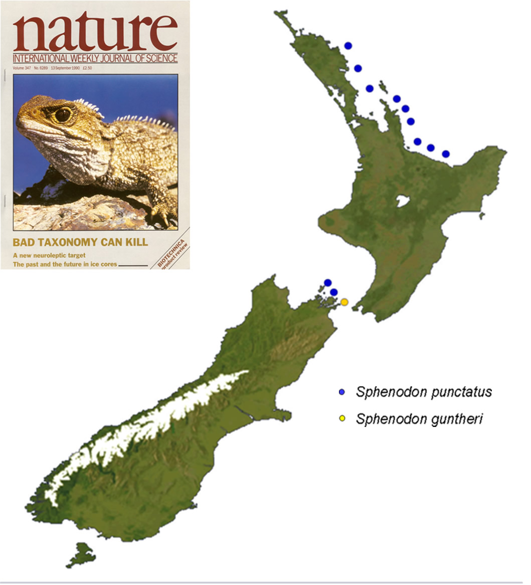 Punk Biology Student Blog: Tuatara (Sphenodon punctatus)