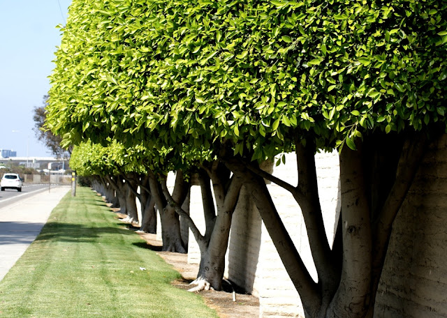 A photo, A thought............: Observation: Tree-lined path
