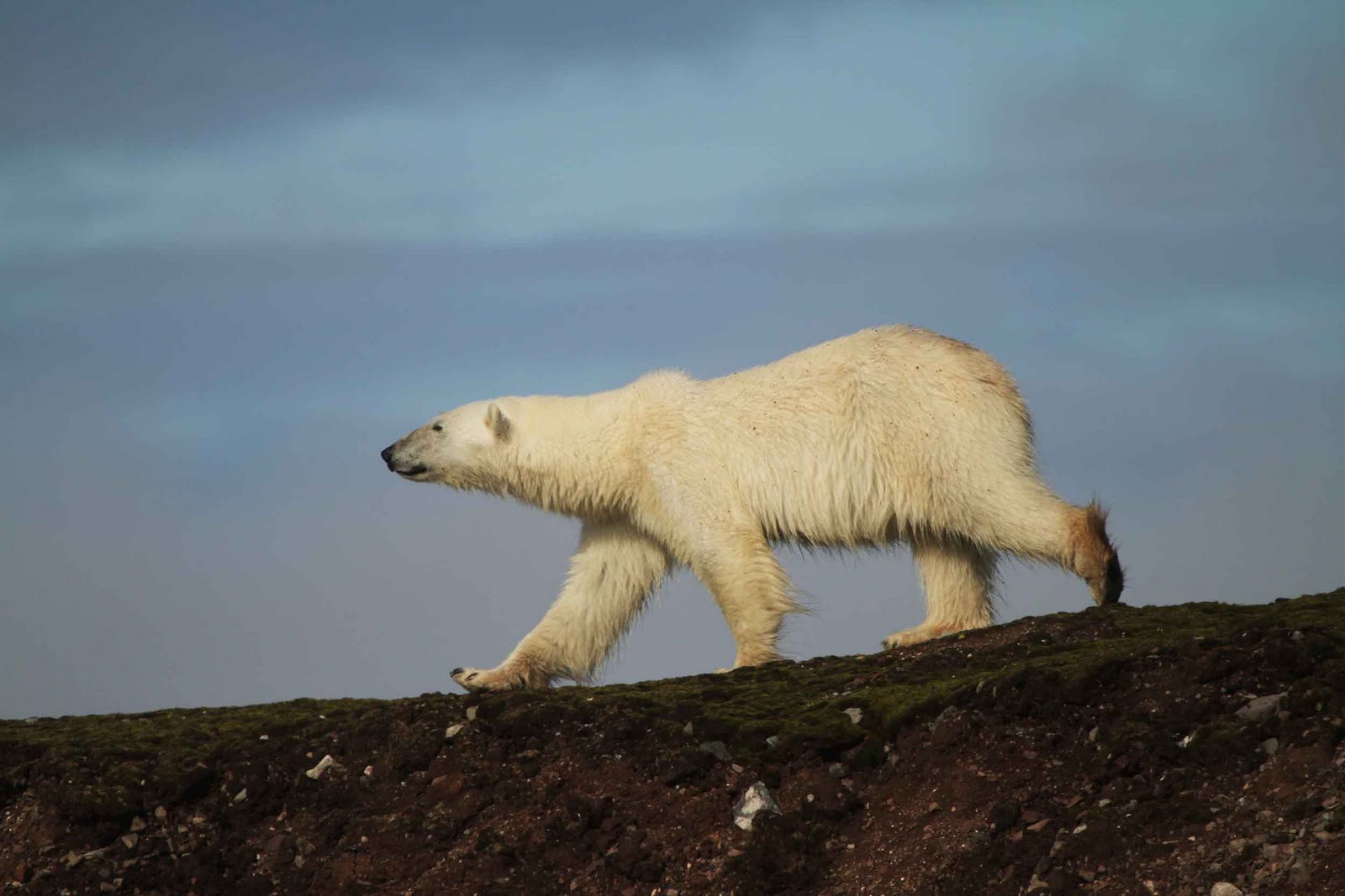 Sarath C R Blog: Ursus maritimus