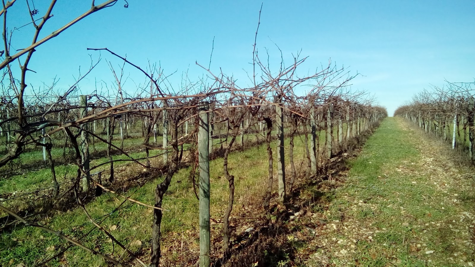 Au jardin d'Aurore: Les vignes dans la région de Cognac