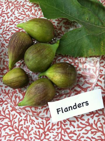 Flanders Fig - Var Tin